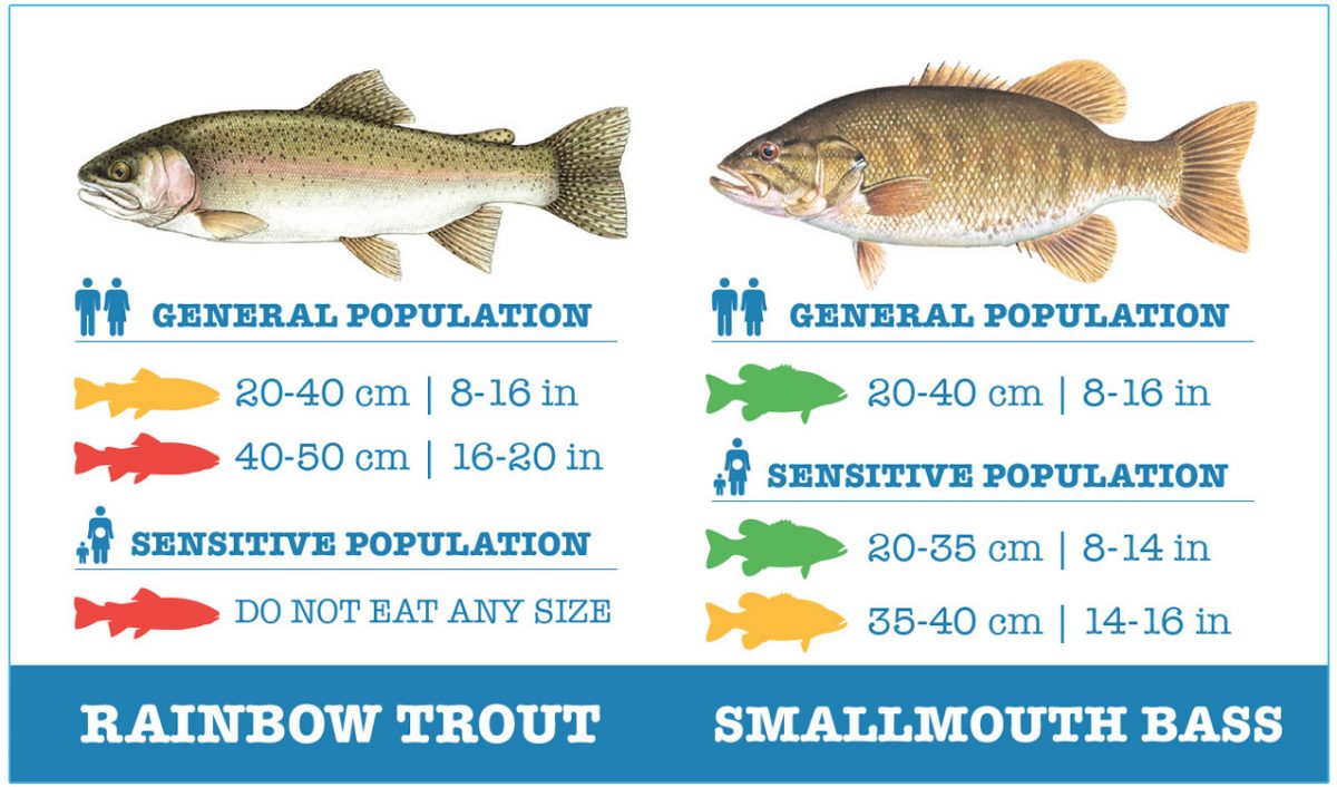 EATING LOCAL FISH: Most Toronto and RegionResident Fish are Safe to Eat ...